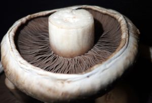 Champignons kweken - Alles over paddenstoelen / champignons telen!