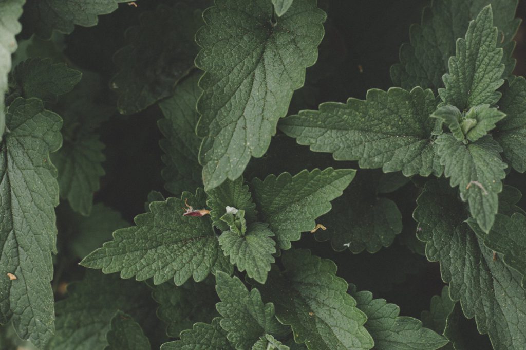 Hoe moet je munt kweken? (2025) | Munt zaaien, verzorgen, stekken en ...